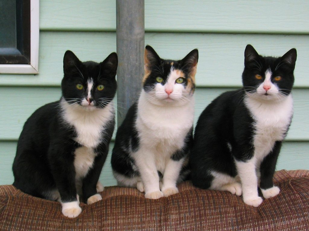 The Founding Trio | Teague Hopkins